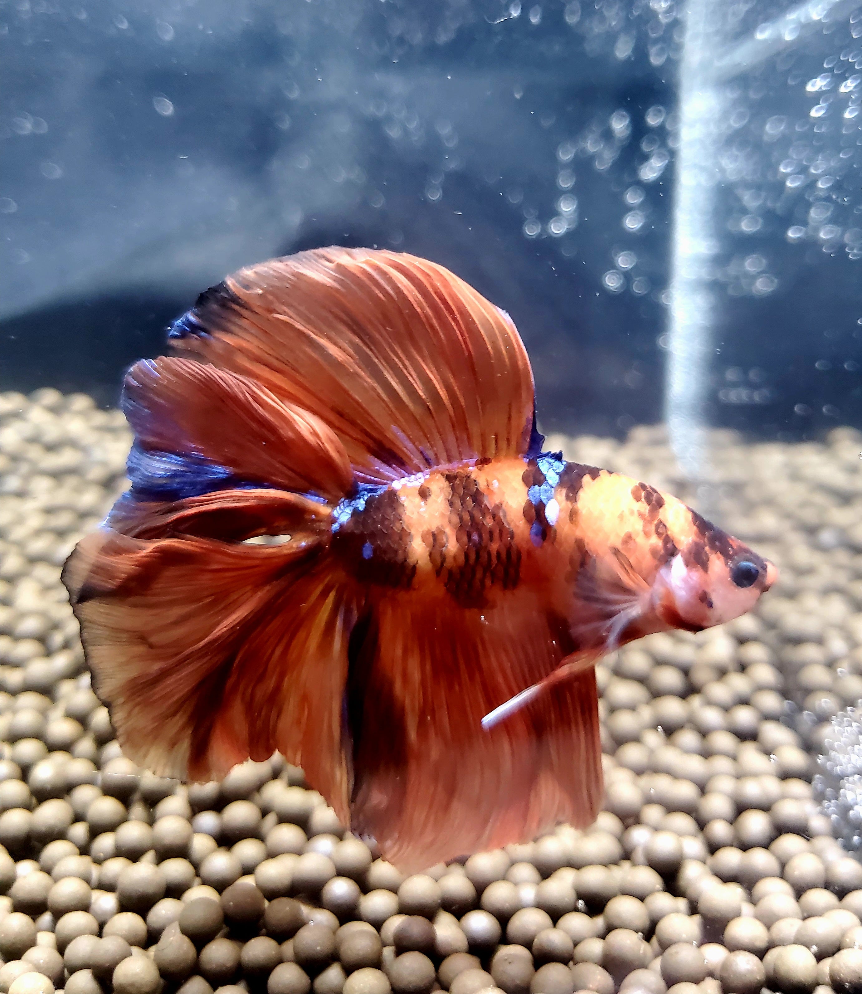 Double Tail – SavageAquatic
