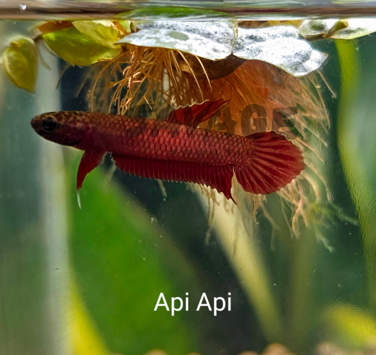 Wild Betta Api Api pair – SavageAquatic