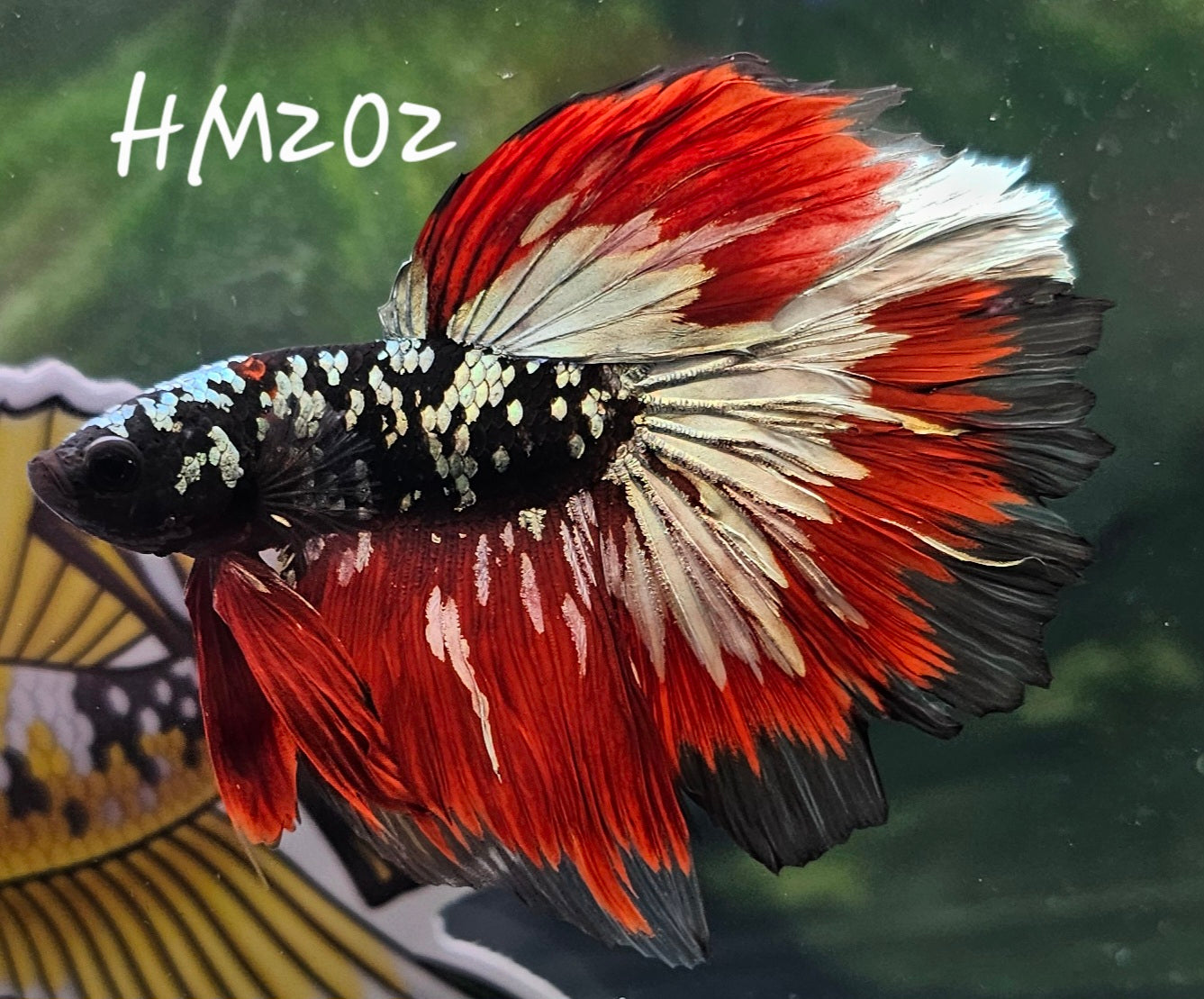 Copper avatar vampire half-moon – SavageAquatic