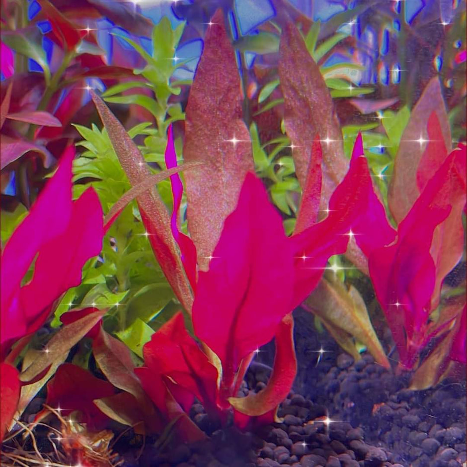 Plants – SavageAquatic